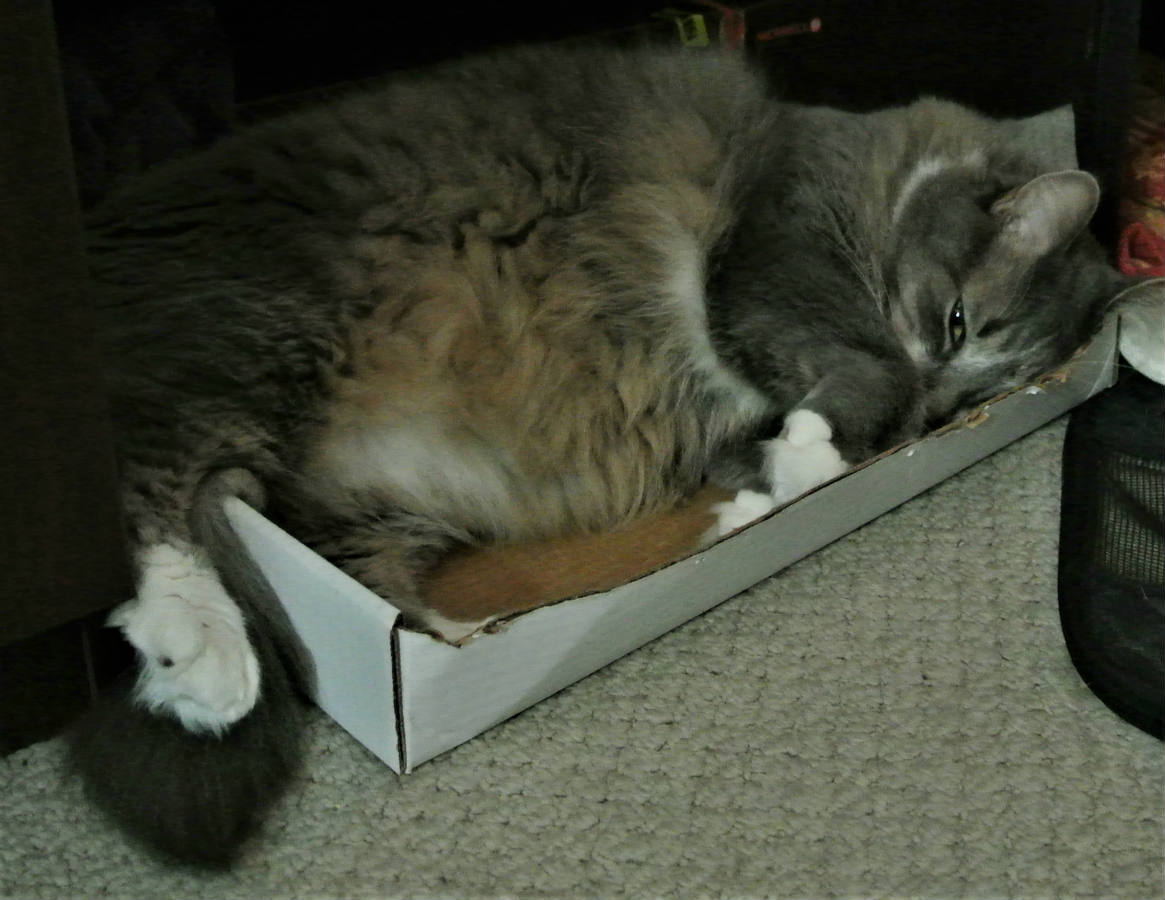 Solve Greyson: in his cardboard box jigsaw puzzle online with 48 pieces