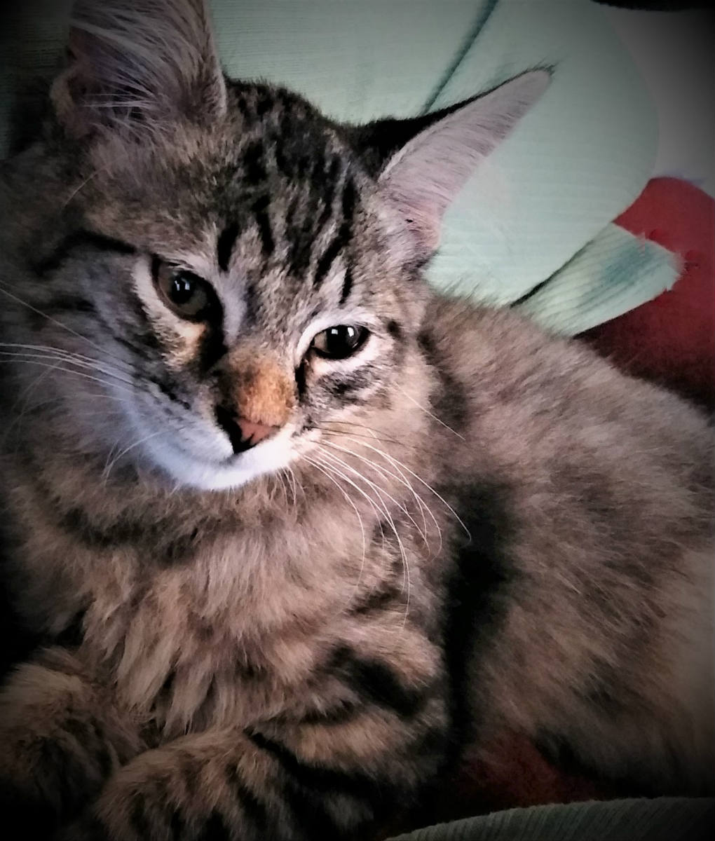 Jigsaw Puzzle | 143 pieces | Tiger baby | Jigidi