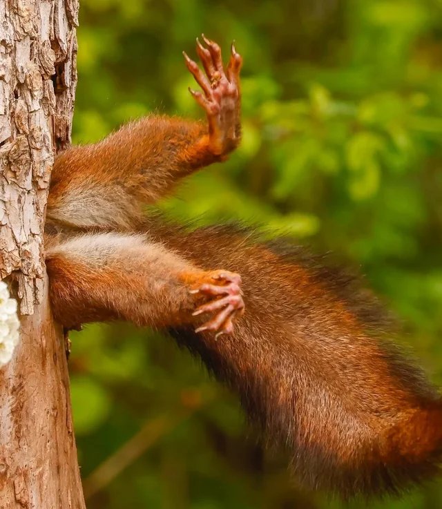 Solve Squirrel Diving Into a Tree jigsaw puzzle online with 12 pieces