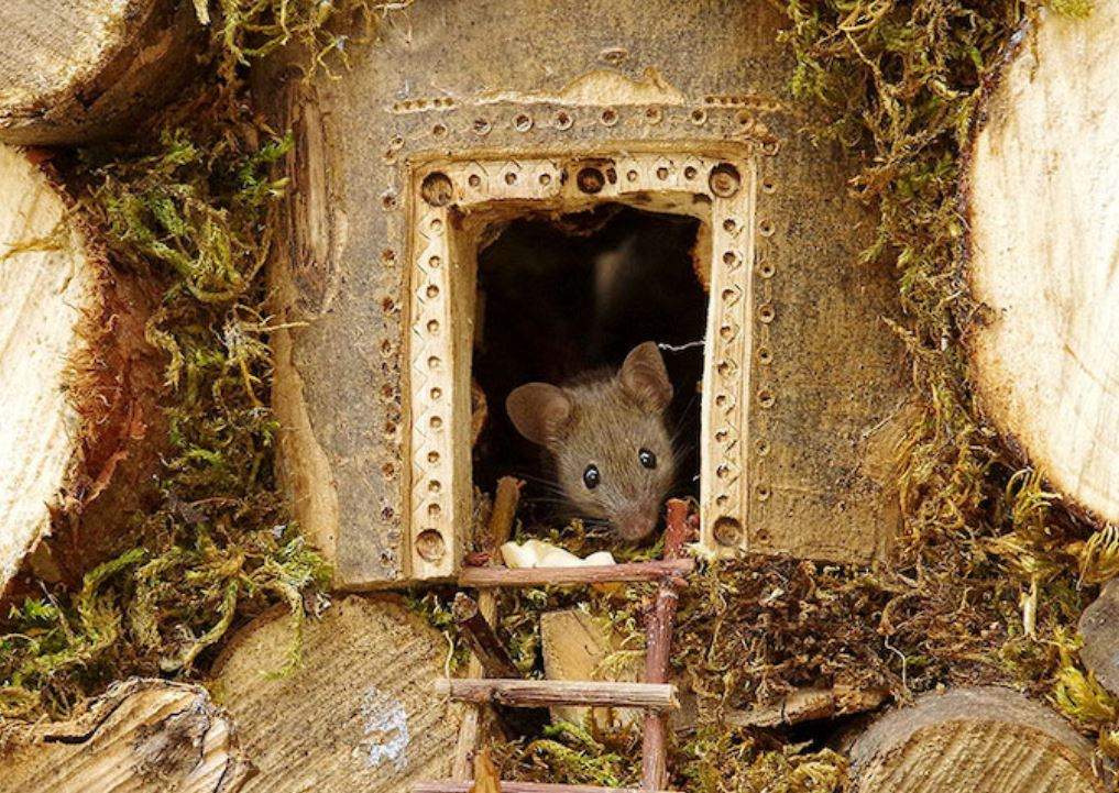 Solve Tiny Village for Adorable Family of Mice jigsaw puzzle online ...