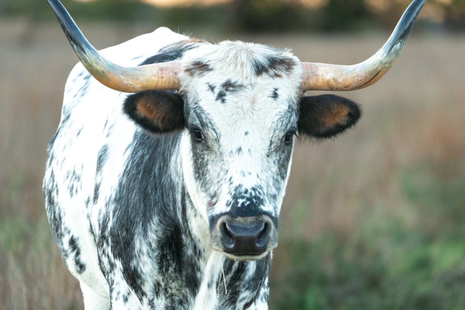 Solve An Oklahoma Cow jigsaw puzzle online with 12 pieces