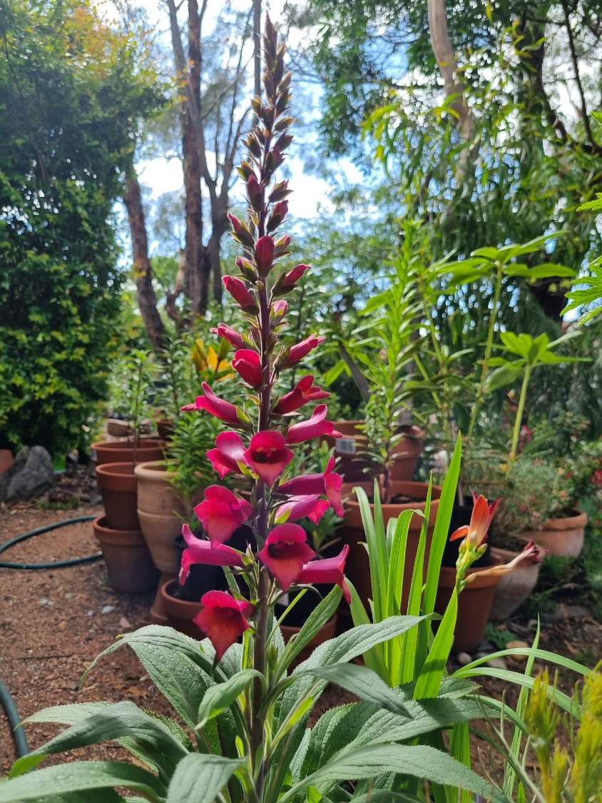 Solve Digiplexis Illumination Raspberry jigsaw puzzle online with 63 pieces