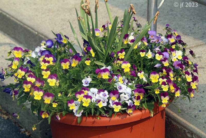 Jigsaw Puzzle | Mini Pansy Pot | 35 pieces | Jigidi