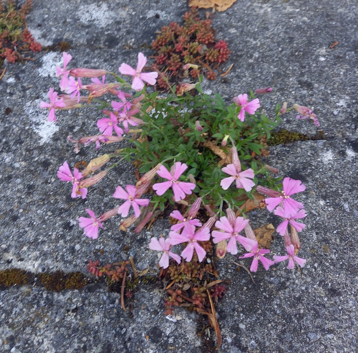 Solve Urban Biodiversity jigsaw puzzle online with 25 pieces