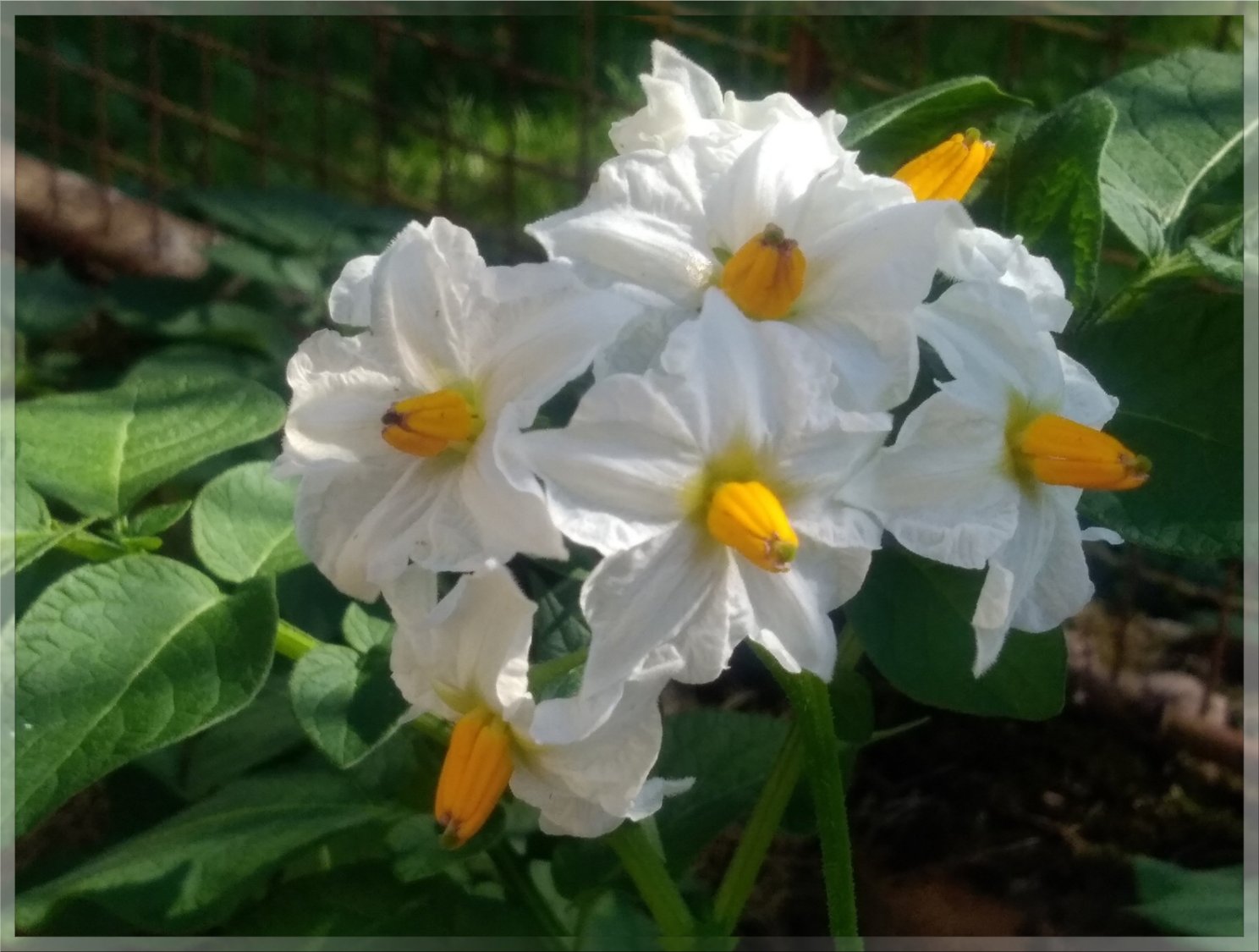Solve Beauty and utility - Krása i užitek jigsaw puzzle online with 12 ...