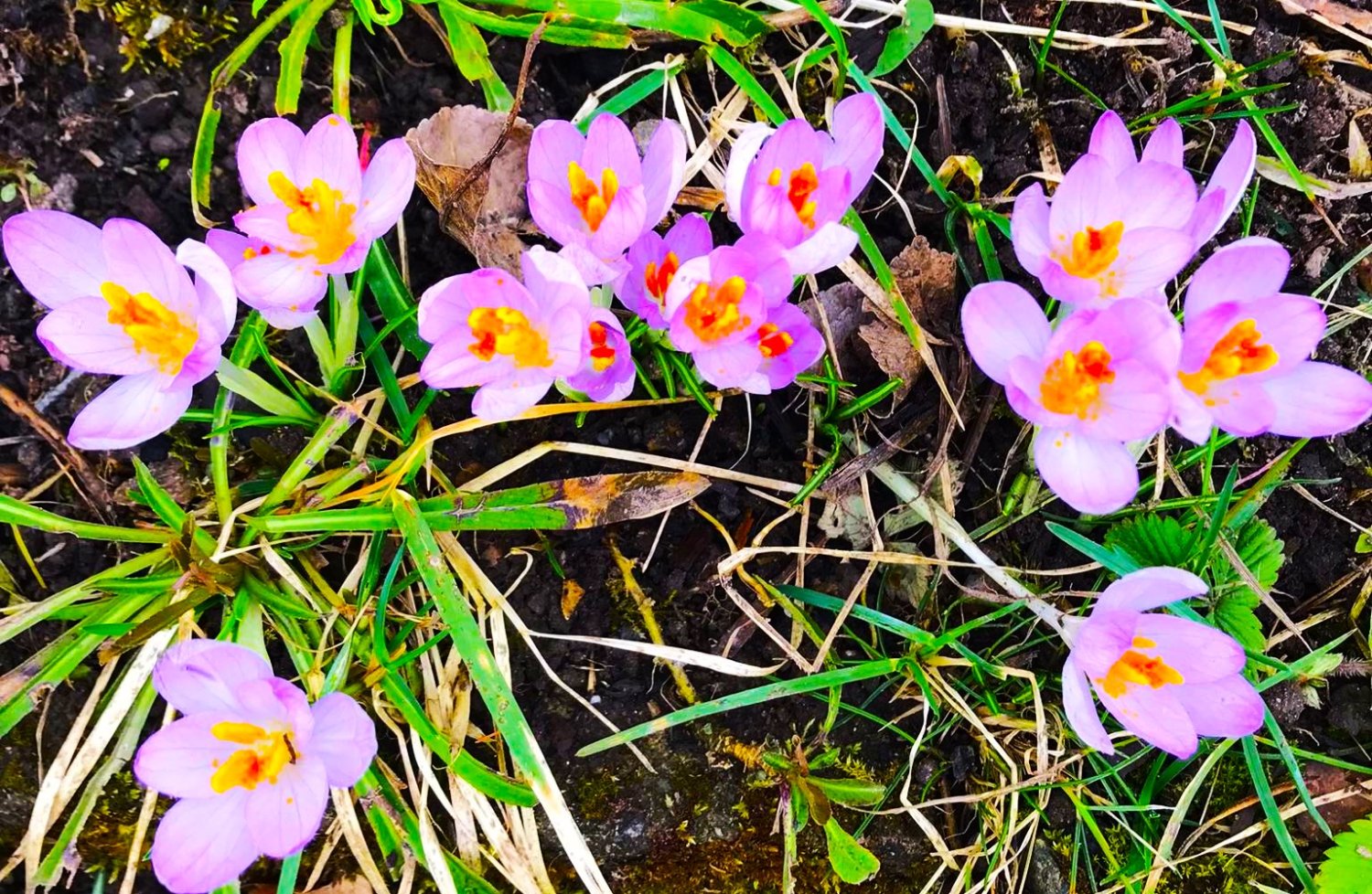 Solve Jaro - Spring jigsaw puzzle online with 12 pieces