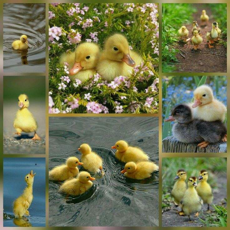 Solve Čas mláďat_Cub time jigsaw puzzle online with 25 pieces