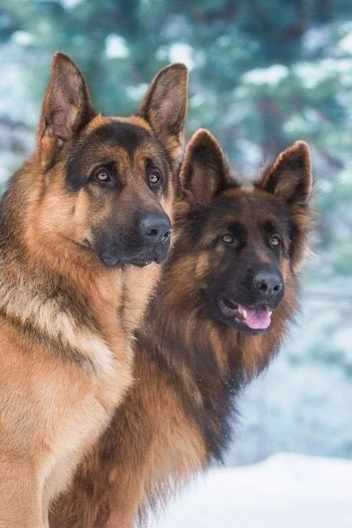 Solve Duo jigsaw puzzle online with 77 pieces