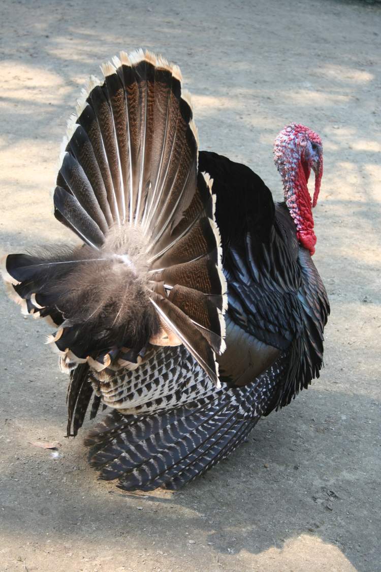 Solve Proud turkey jigsaw puzzle online with 54 pieces