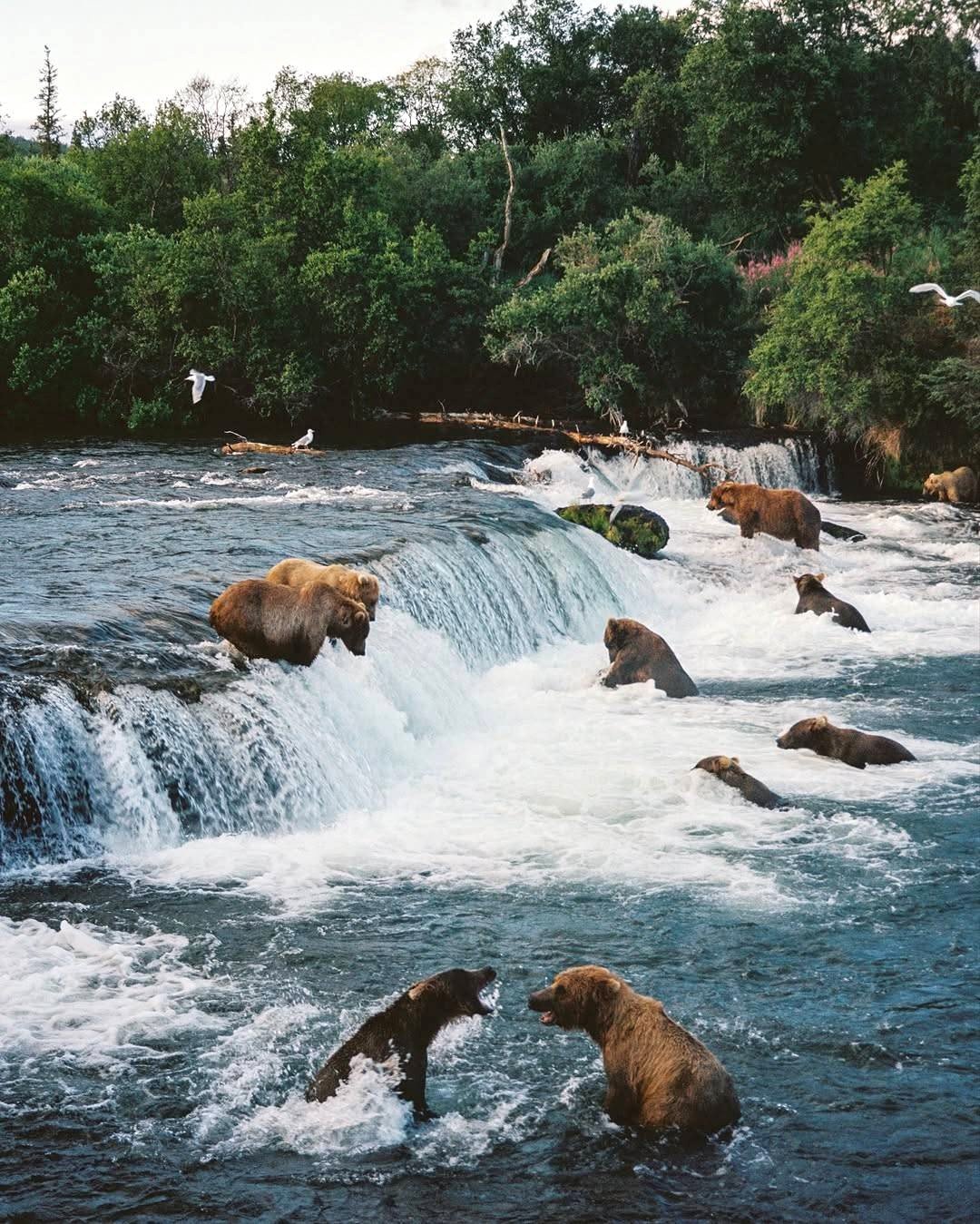 Jigsaw Puzzle | 120 pieces | Bears fishing and fighting | Jigidi