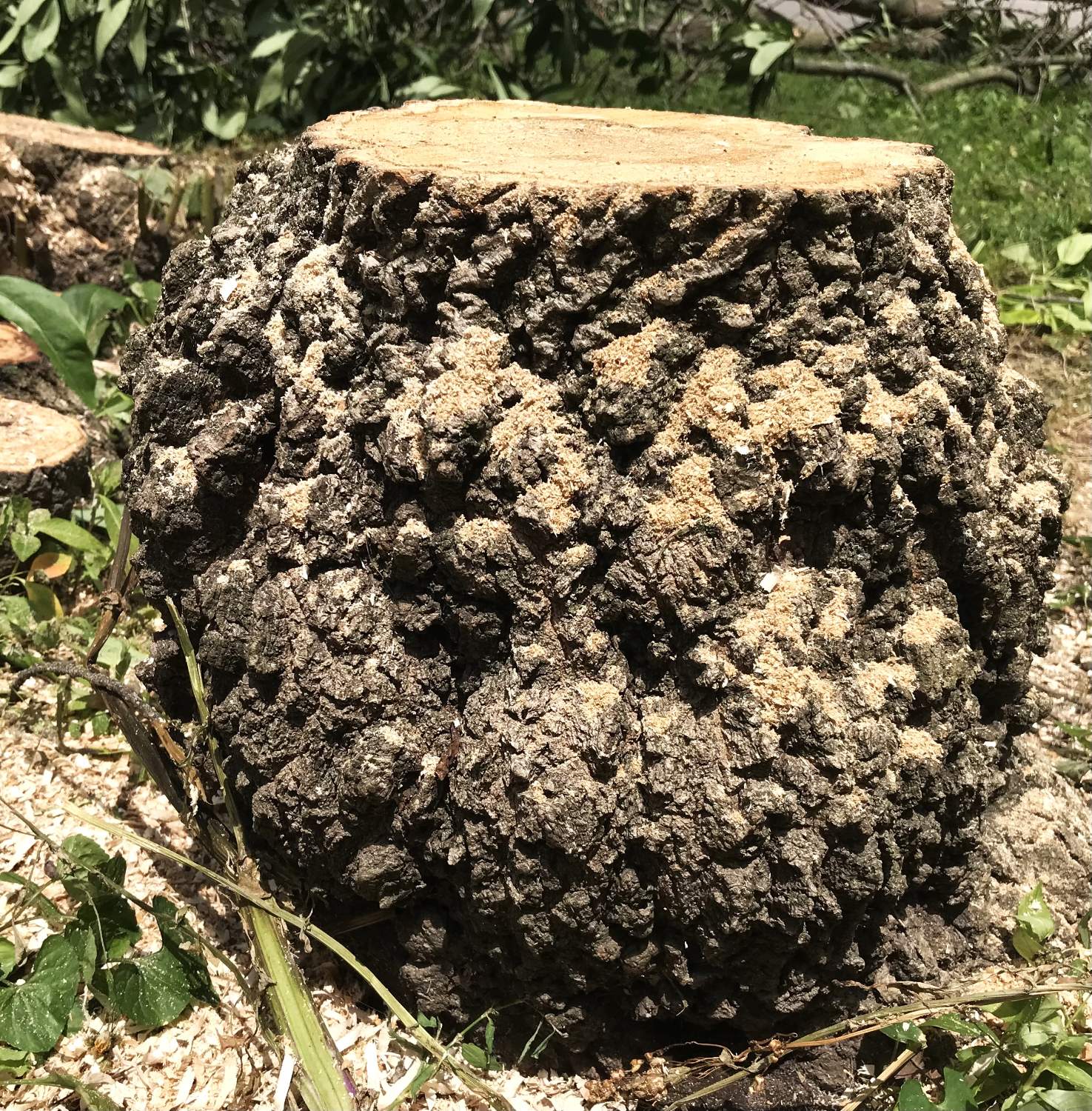 Solve Gnarly Tree Stump (large) jigsaw puzzle online with 169 pieces