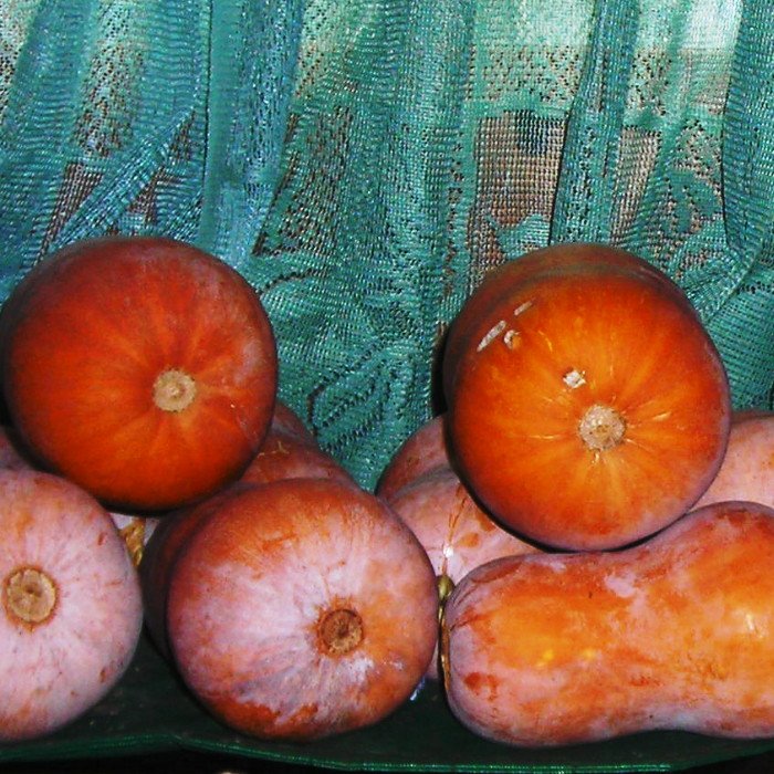 Solve Squash jigsaw puzzle online with 25 pieces