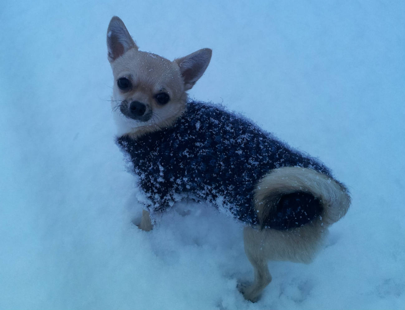 Solve Civinek and snow jigsaw puzzle online with 130 pieces