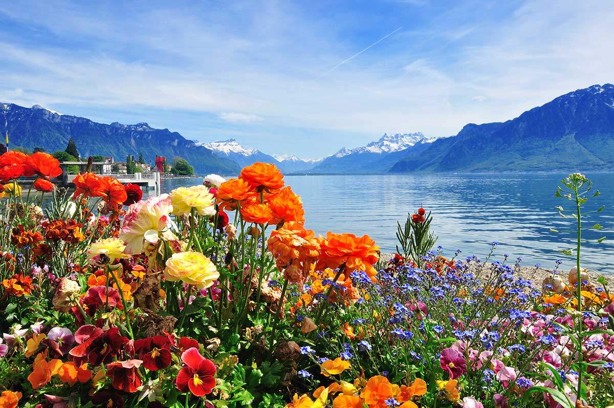Solve Alpine meadow along Swiss lake jigsaw puzzle online with 176 pieces