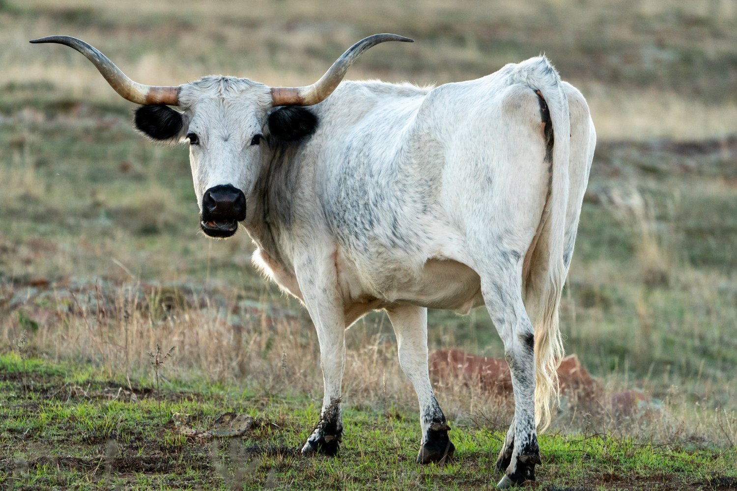 Solve An Oklahoma Cow jigsaw puzzle online with 12 pieces