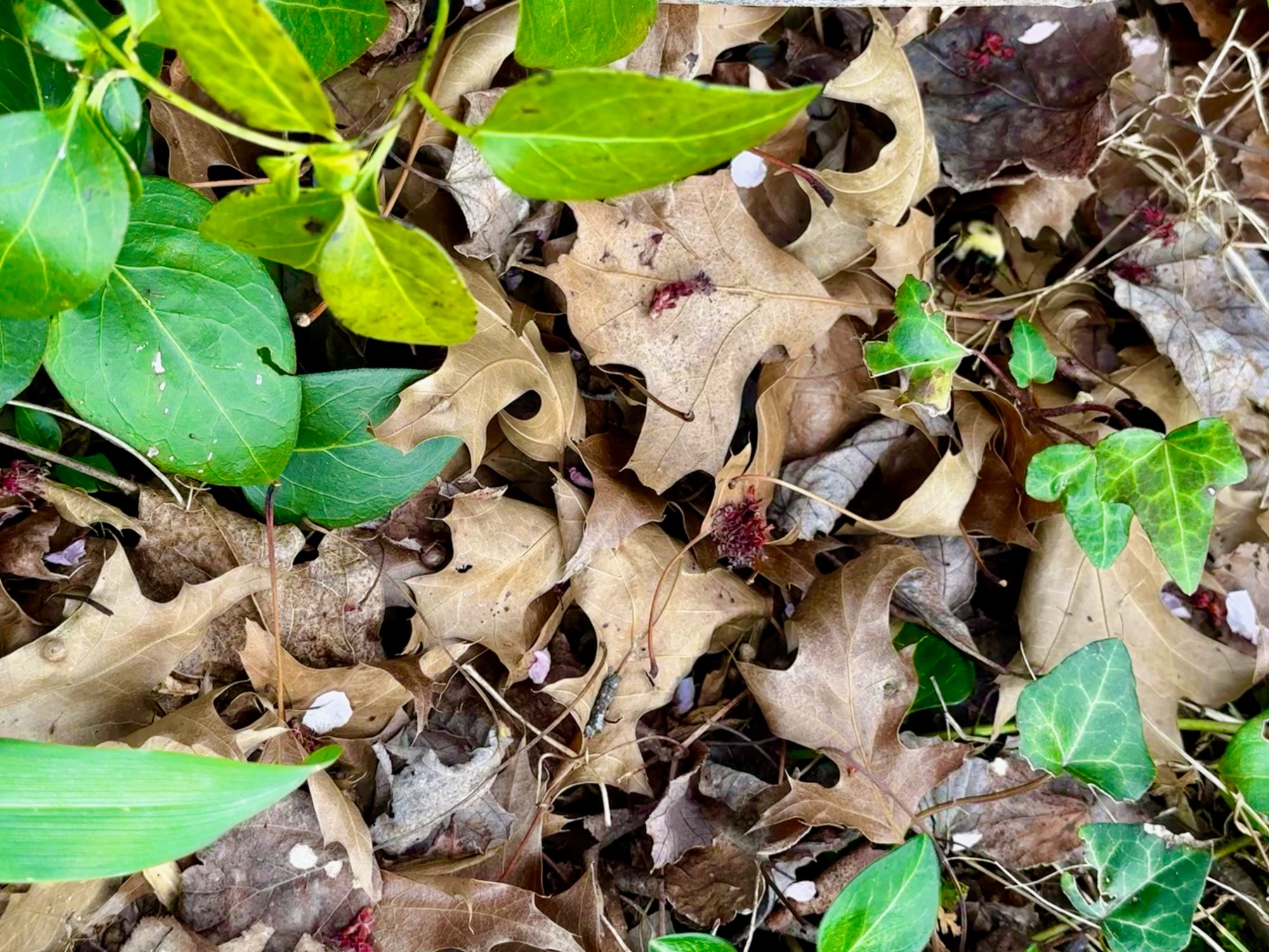 Solve Can You Find the Bee? jigsaw puzzle online with 391 pieces