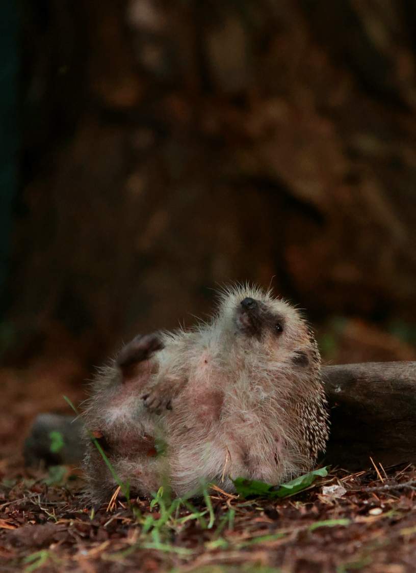 Solve Itchy & scratchy jigsaw puzzle online with 63 pieces