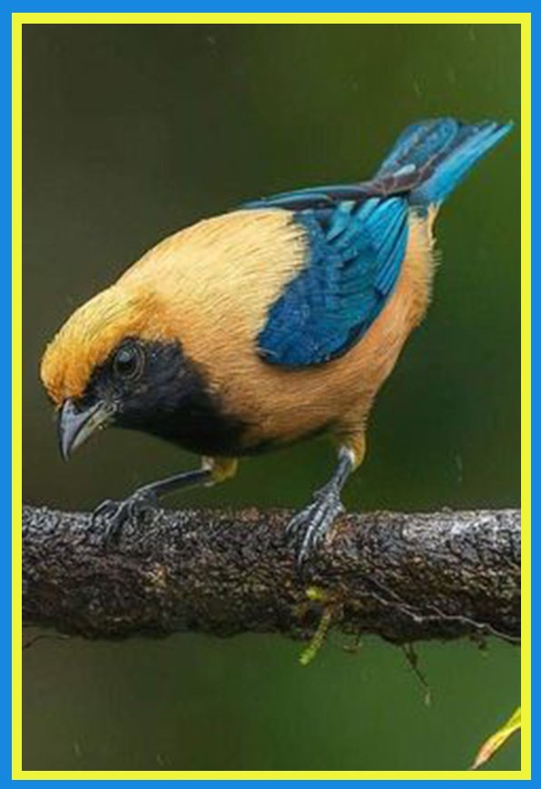 Solve The burnished-buff tanager (Stilpnia cayana), also known as the ...
