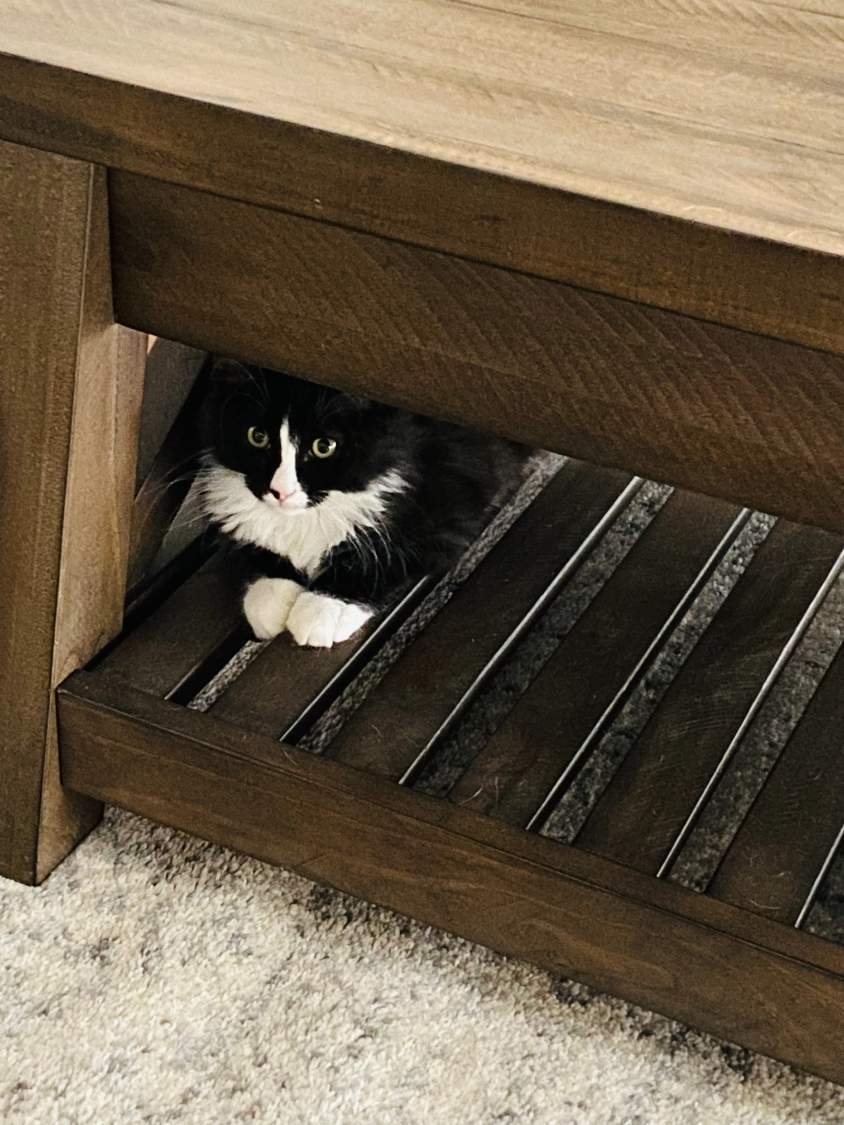 Solve Nick found his spot where he likes to pounce on Jack, the dog ...