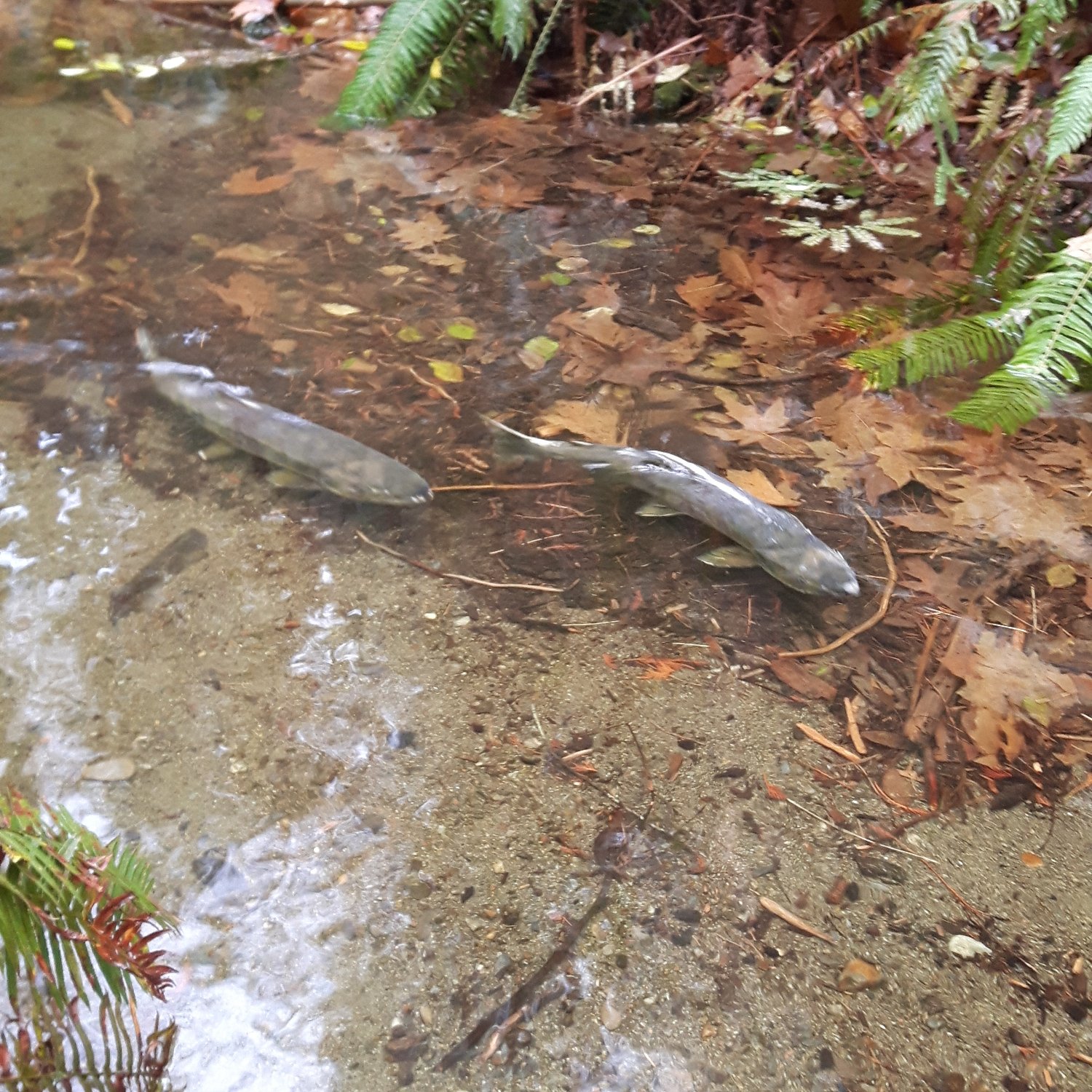 Solve Spawning salmon at Goldstream Park jigsaw puzzle online with 196 ...