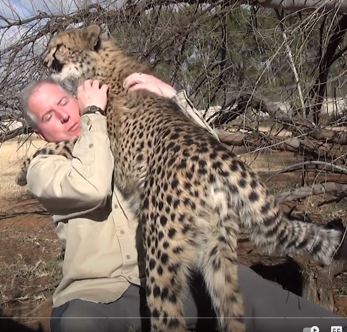 Solve on my 'Make a Wish' list----snuggle with a cheetah jigsaw puzzle ...