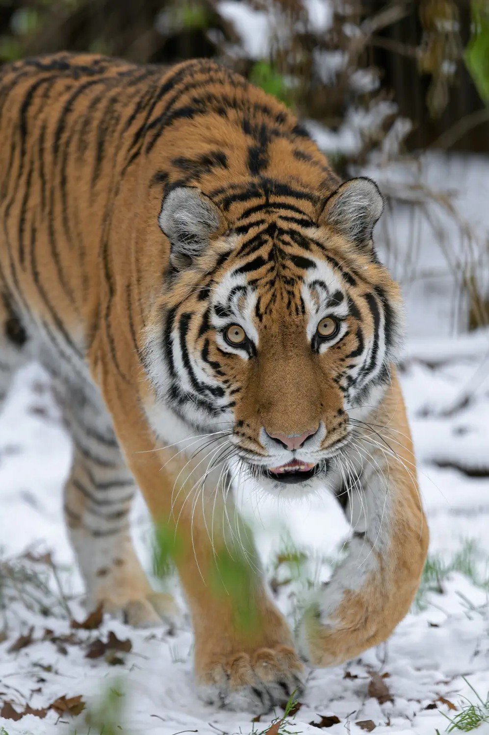 Solve Tygr ussurijský v ZOO Praha jigsaw puzzle online with 260 pieces