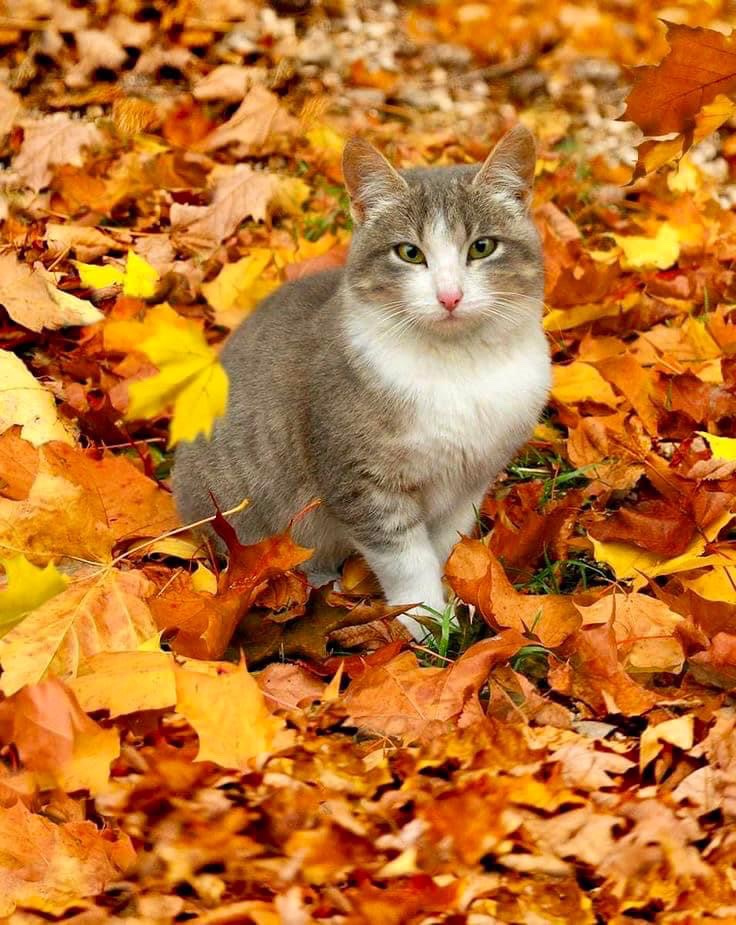 Solve Kitty! jigsaw puzzle online with 12 pieces