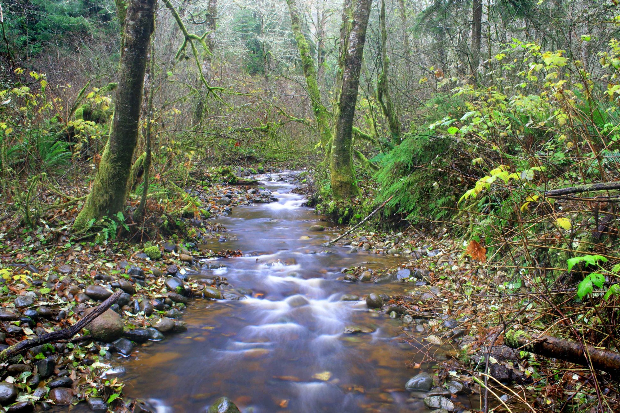 Solve Almost winter jigsaw puzzle online with 70 pieces