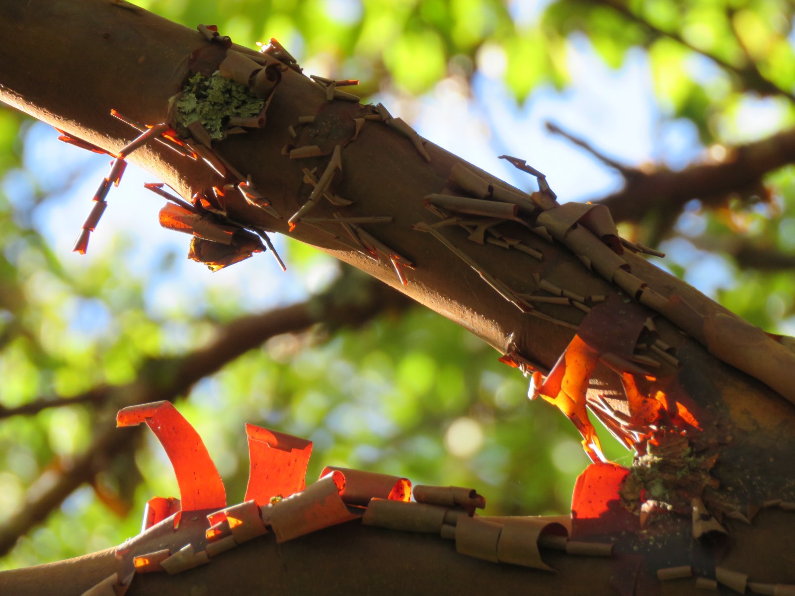 Solve Paperbark Maple jigsaw puzzle online with 48 pieces