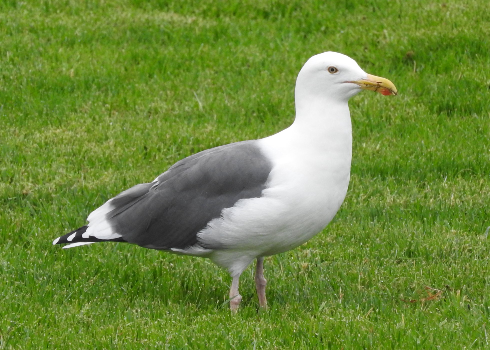 Solve Western Gull Adult, Scripps Shiley Pavilion, La Jolla, California ...