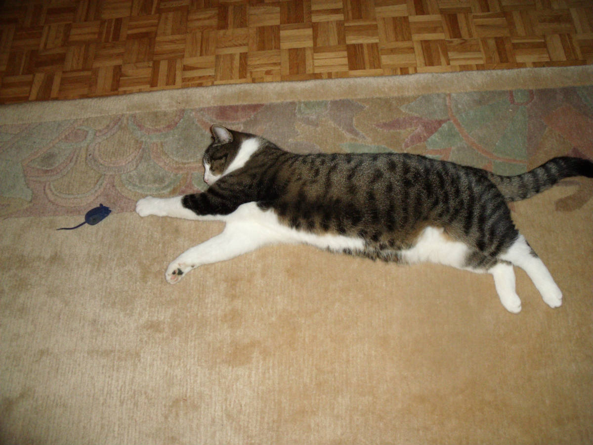 Solve C'mon little blue mouse! jigsaw puzzle online with 80 pieces