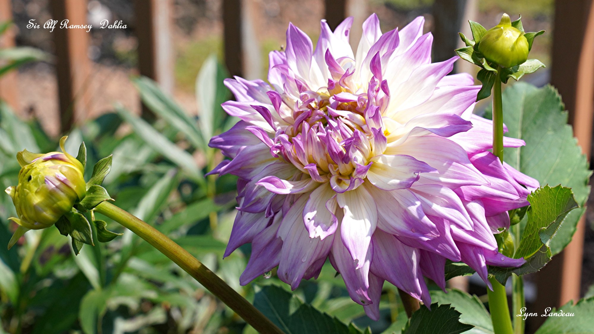 Solve DAHLIA-SIR ALF RAMSEY jigsaw puzzle online with 252 pieces