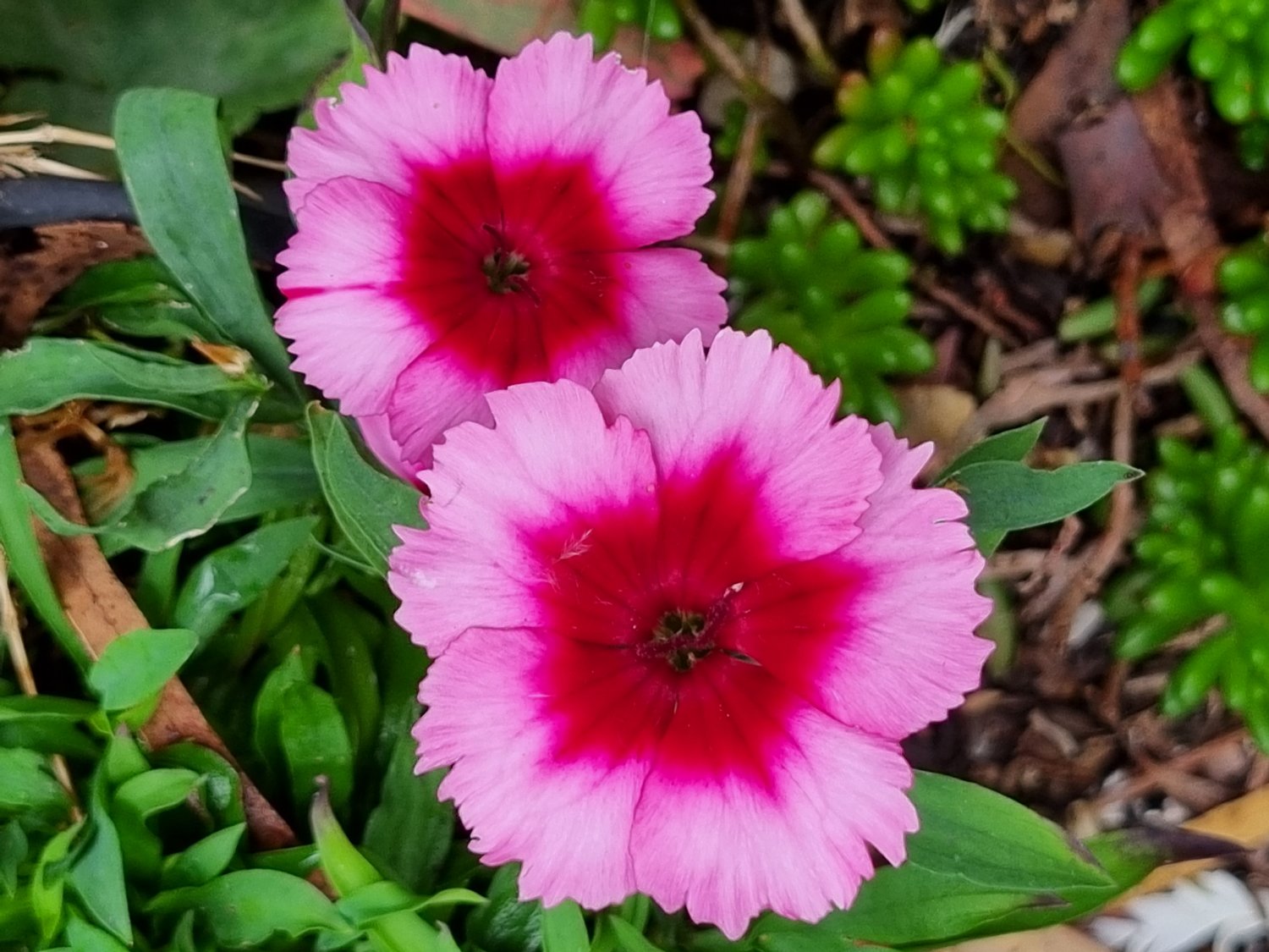 Solve Just Wanted to Show You the second Flower jigsaw puzzle online ...