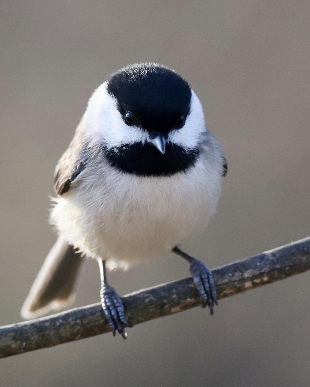 Solve Chickadee jigsaw puzzle online with 80 pieces