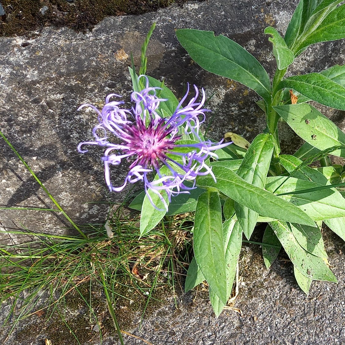 Solve Urban Biodiversity jigsaw puzzle online with 25 pieces