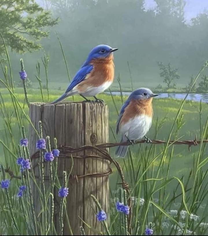 Solve Eastern bluebird jigsaw puzzle online with 16 pieces