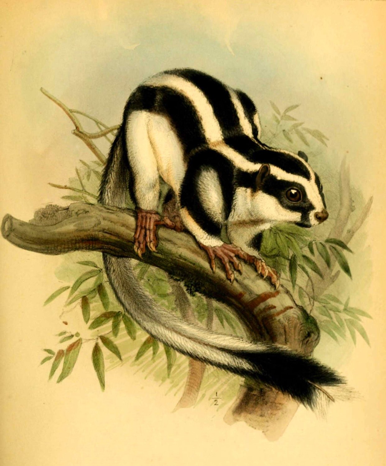 Jigsaw Puzzle | Dactylopsila Trivigata - Striped Possum / "Oceania ...