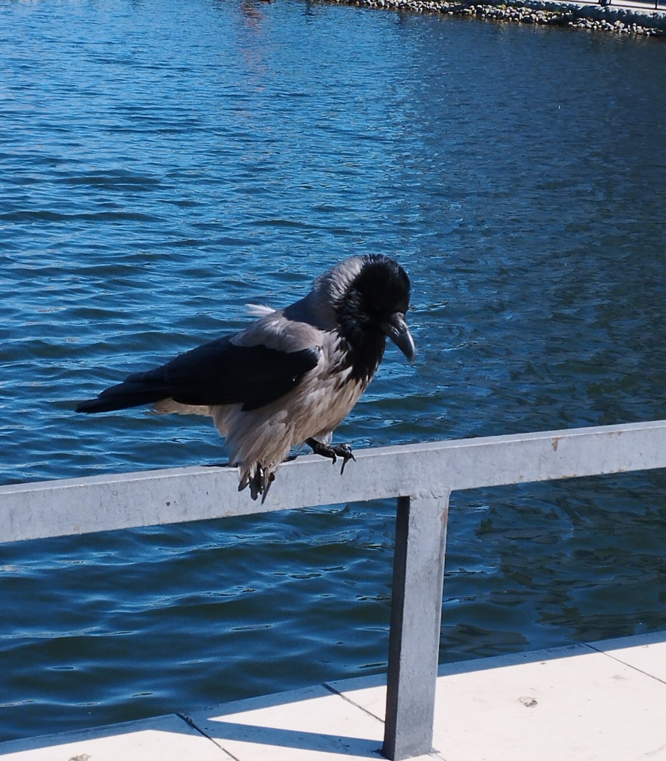 Solve Hooded crow jigsaw puzzle online with 72 pieces