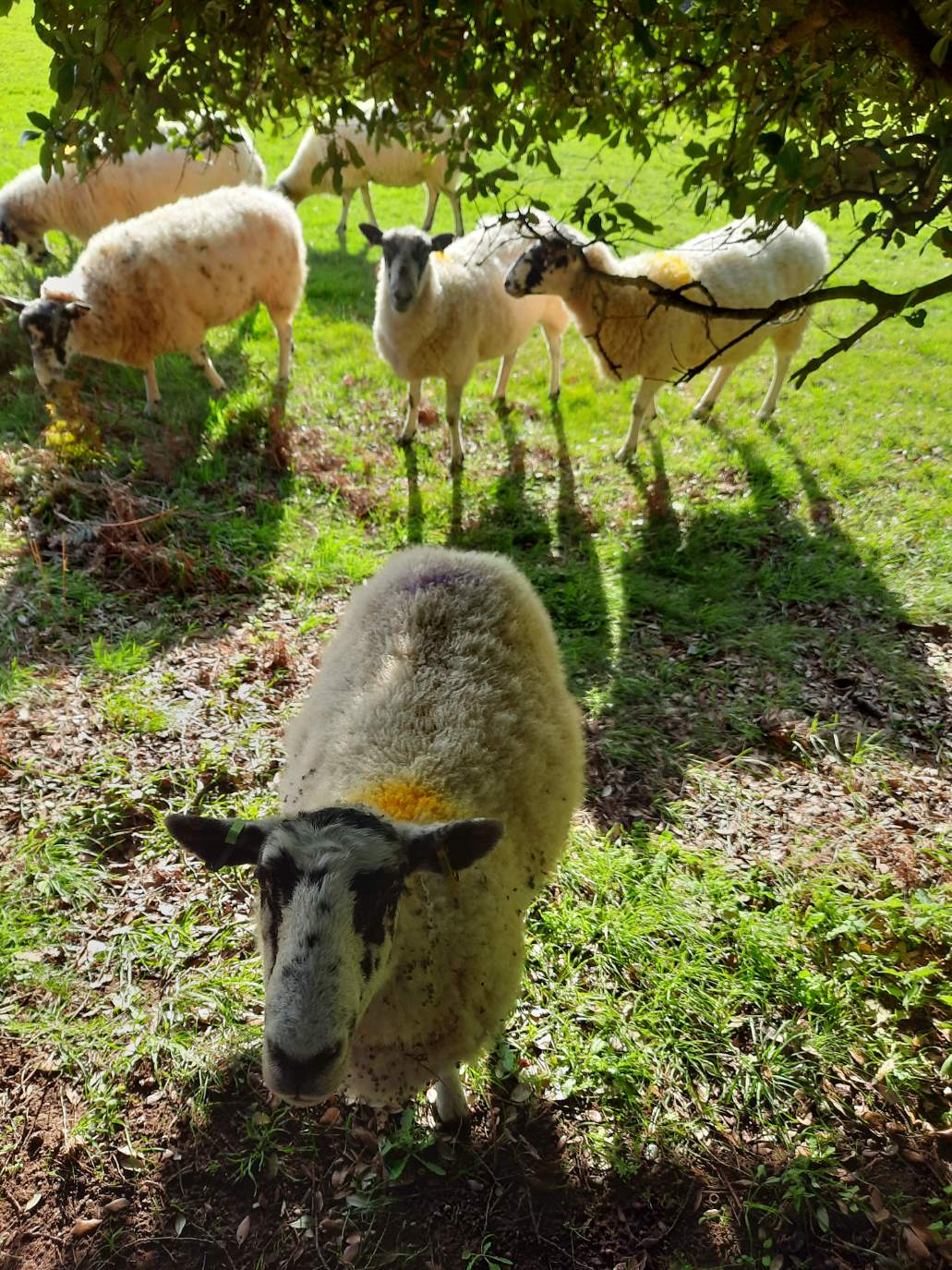 Solve Sheep jigsaw puzzle online with 99 pieces