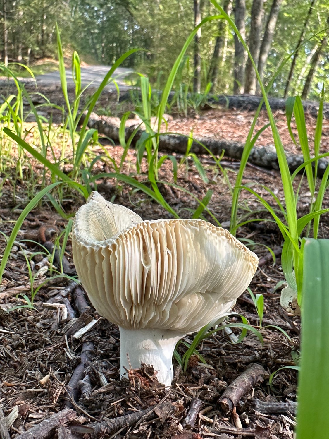 Solve Inside-out mushroom! (Russula/Brittilegill) jigsaw puzzle online ...