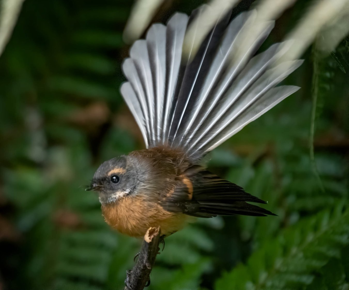 Jigsaw Puzzle | 12 pieces | Piwakawaka, the friendly fantail | Jigidi