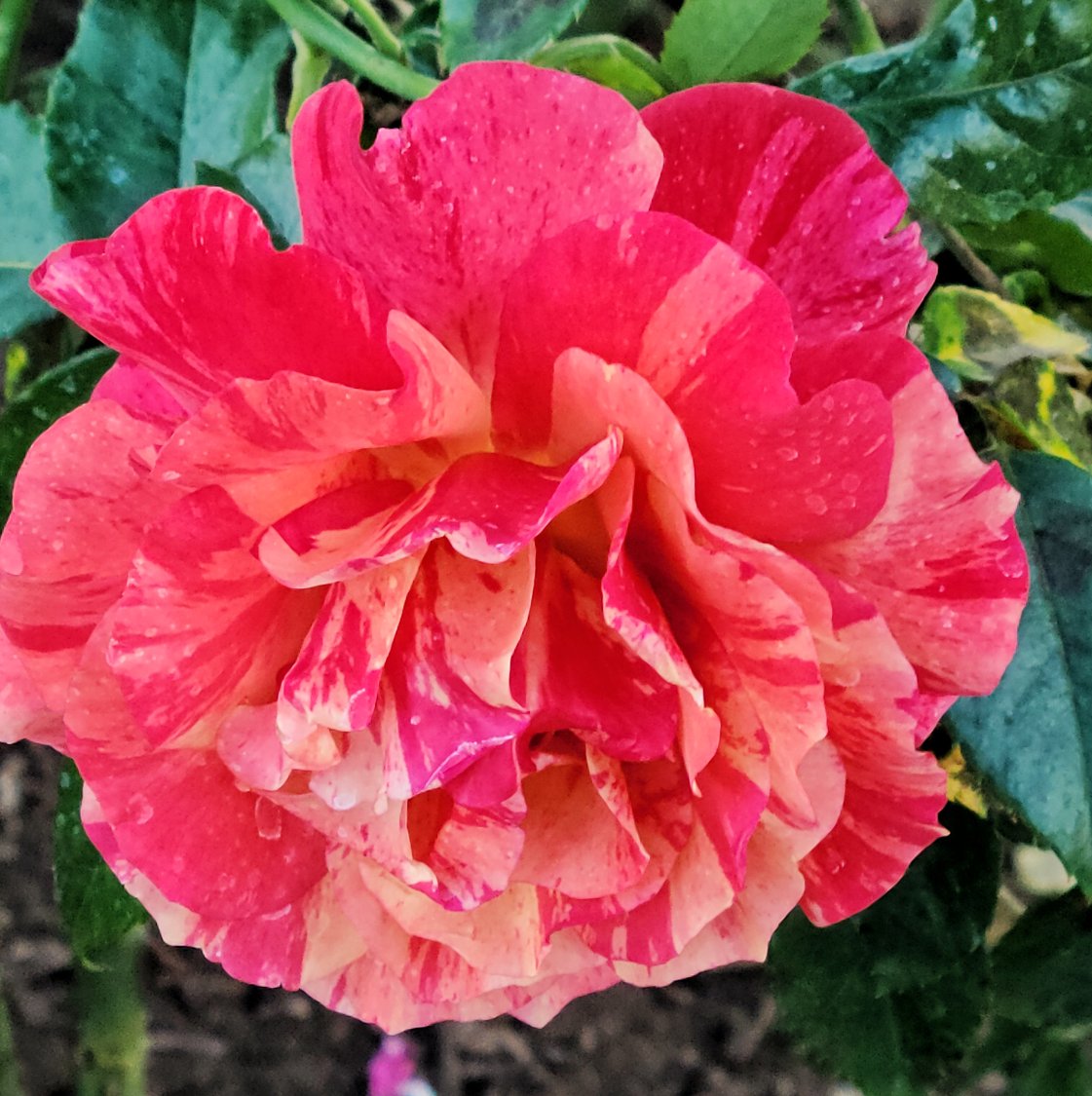 Solve Mottled Rose Blossom jigsaw puzzle online with 25 pieces