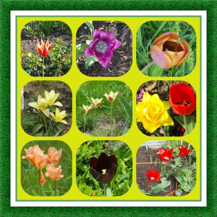 Solve Mix tulipánů / A mix of tulips jigsaw puzzle online with 9 pieces