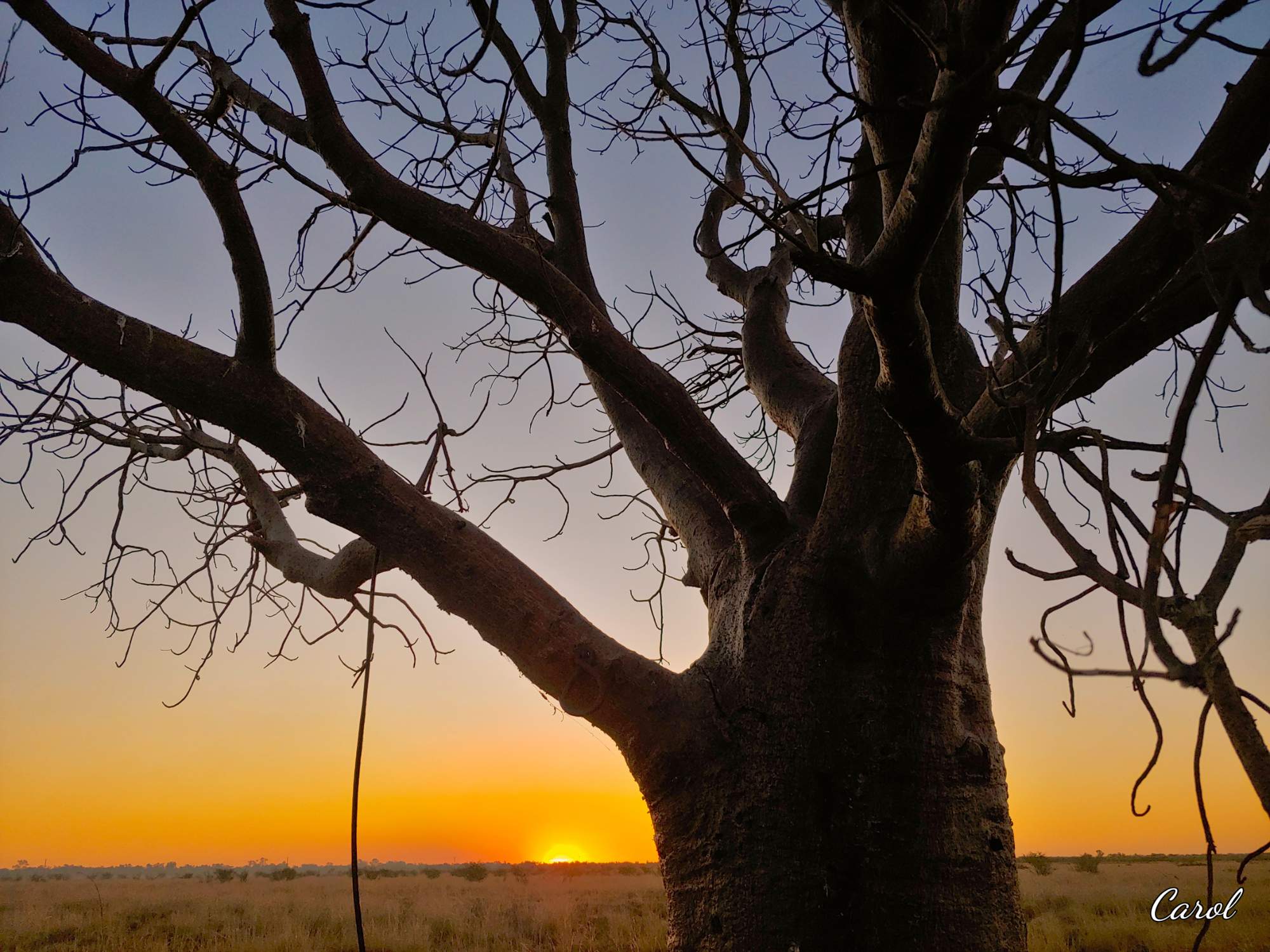 Solve boab sunset jigsaw puzzle online with 336 pieces