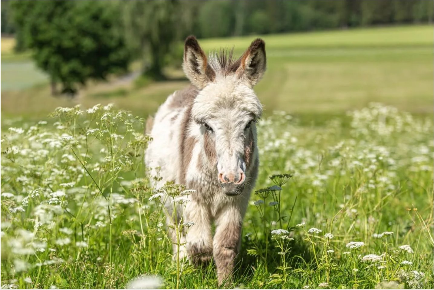Solve One-Day-Old Miniature Donkey’s Struggle ‘To Figure Out How Her ...