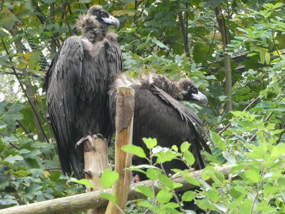 Solve Visiting Ouwehands Dierenpark, Zoo, Rhenen. Nov. 2022 jigsaw puzzle online with 12 pieces