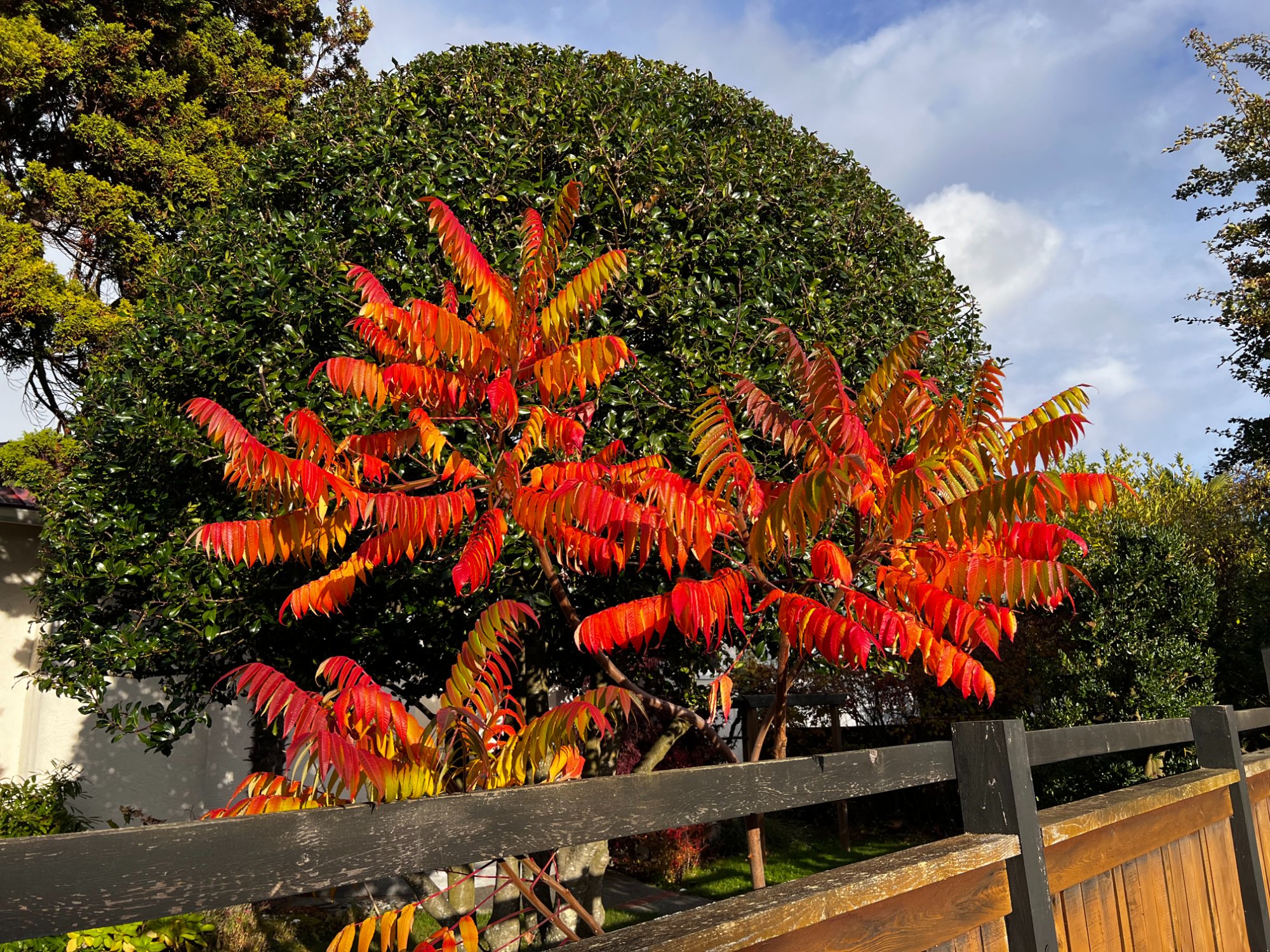 Solve Sumac in fall colors in Victoria BC jigsaw puzzle online with 130 ...