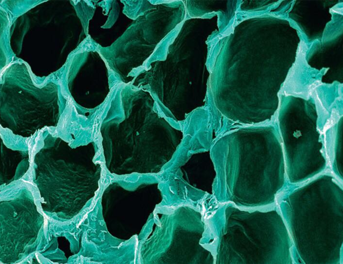 Solve Magnified Empty Fat Cells jigsaw puzzle online with 285 pieces
