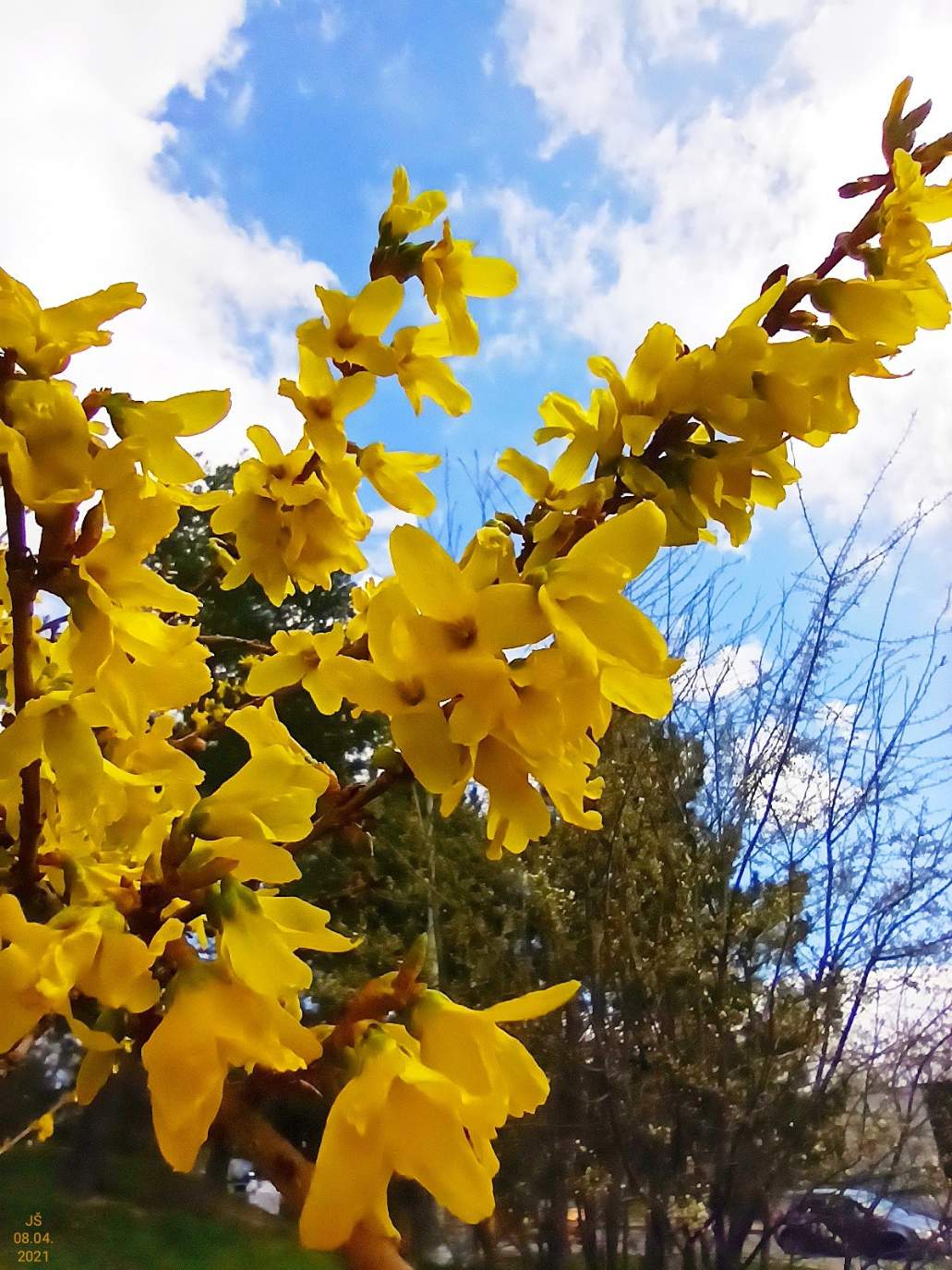 Solve Zlatý déšť neboli zlatice jigsaw puzzle online with 88 pieces