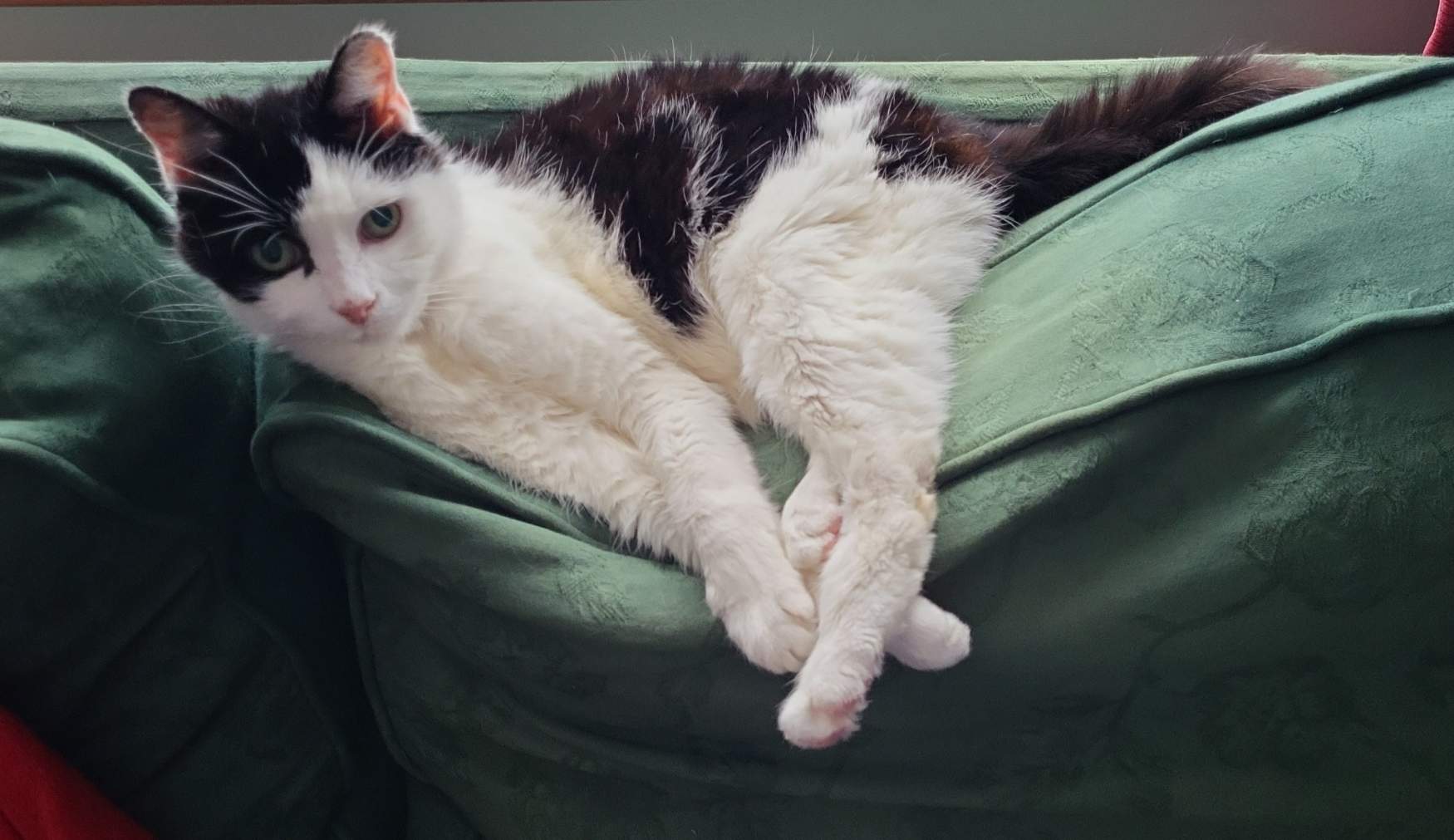 Solve Comfy cat jigsaw puzzle online with 112 pieces